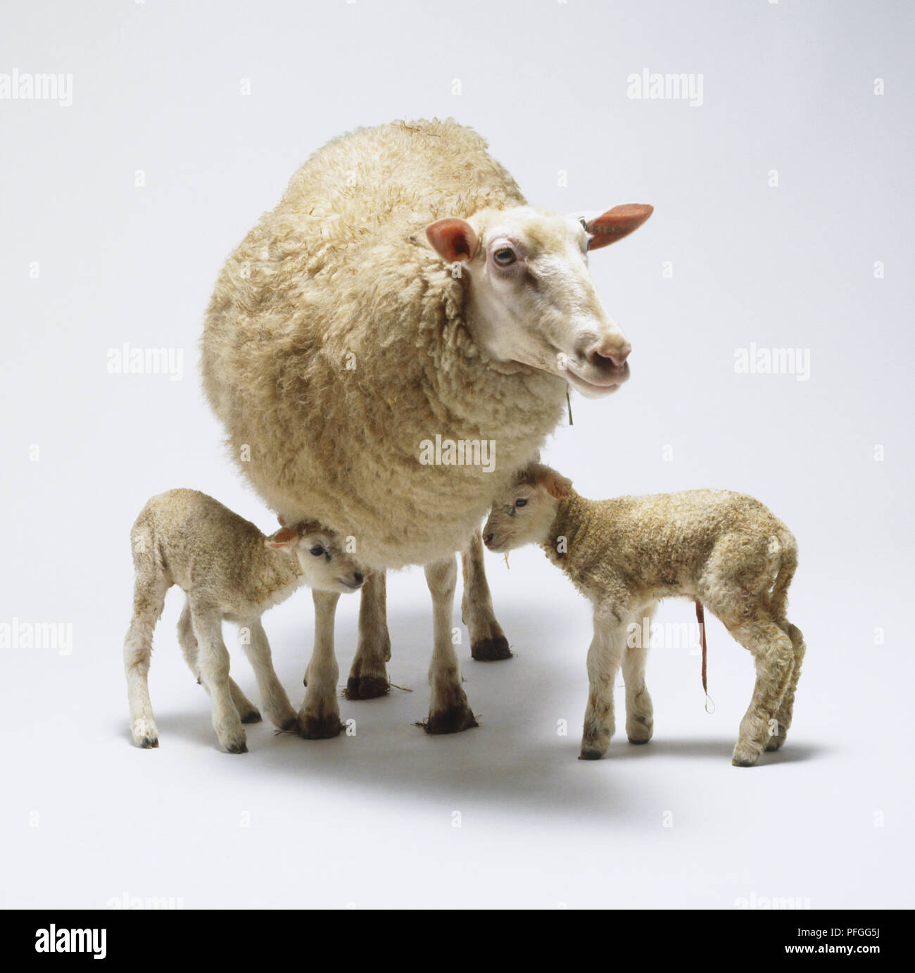 Ewe (Ovis aries) with two Lambs, front view Stock Photo - Alamy
