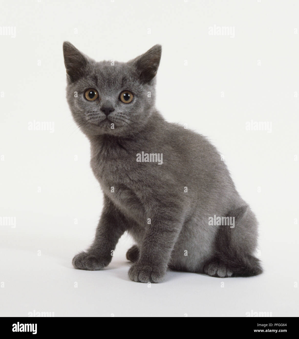 Grey kitten facing forward hi-res stock photography and images - Alamy