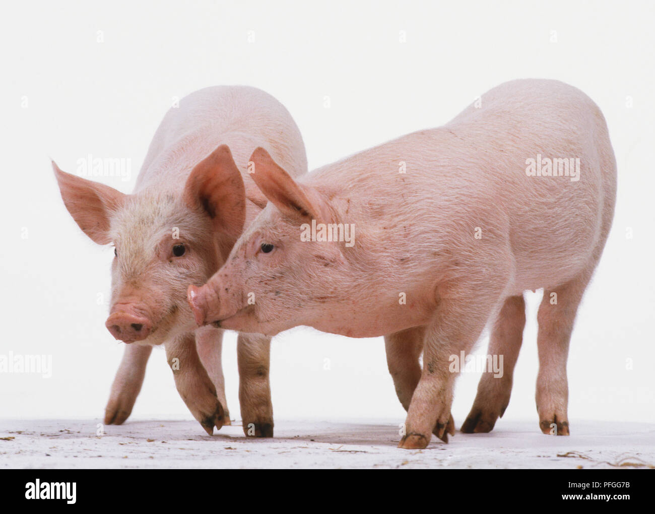 Two Piglets (Sus Scrofa Domestica) standing side by side, snouts ...