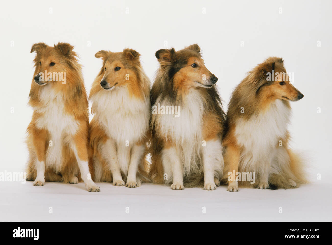 Four Shetland sheepdog puppies Stock Photo - Alamy