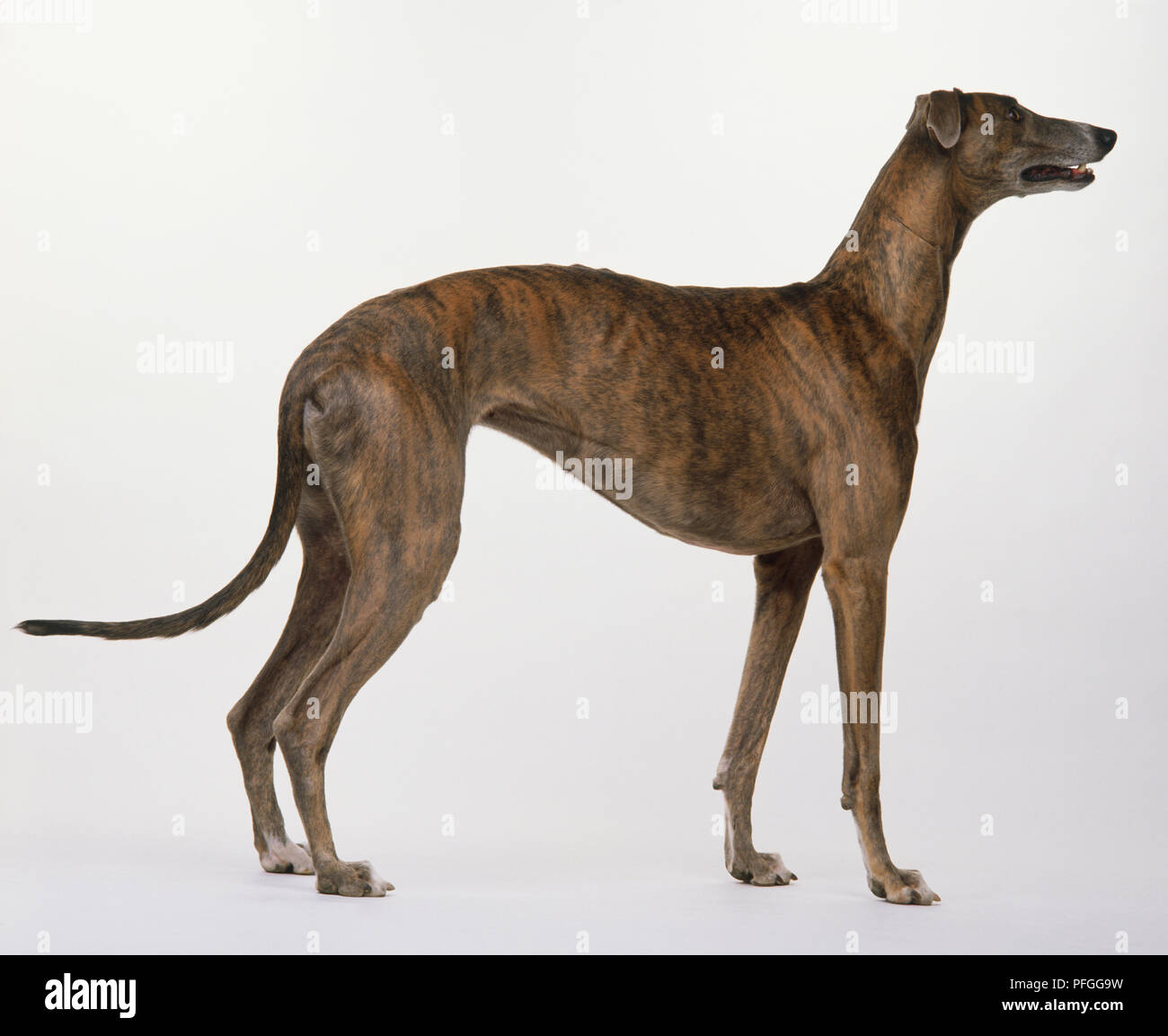 Greyhound (Canis familiaris) standing, side view Stock Photo - Alamy