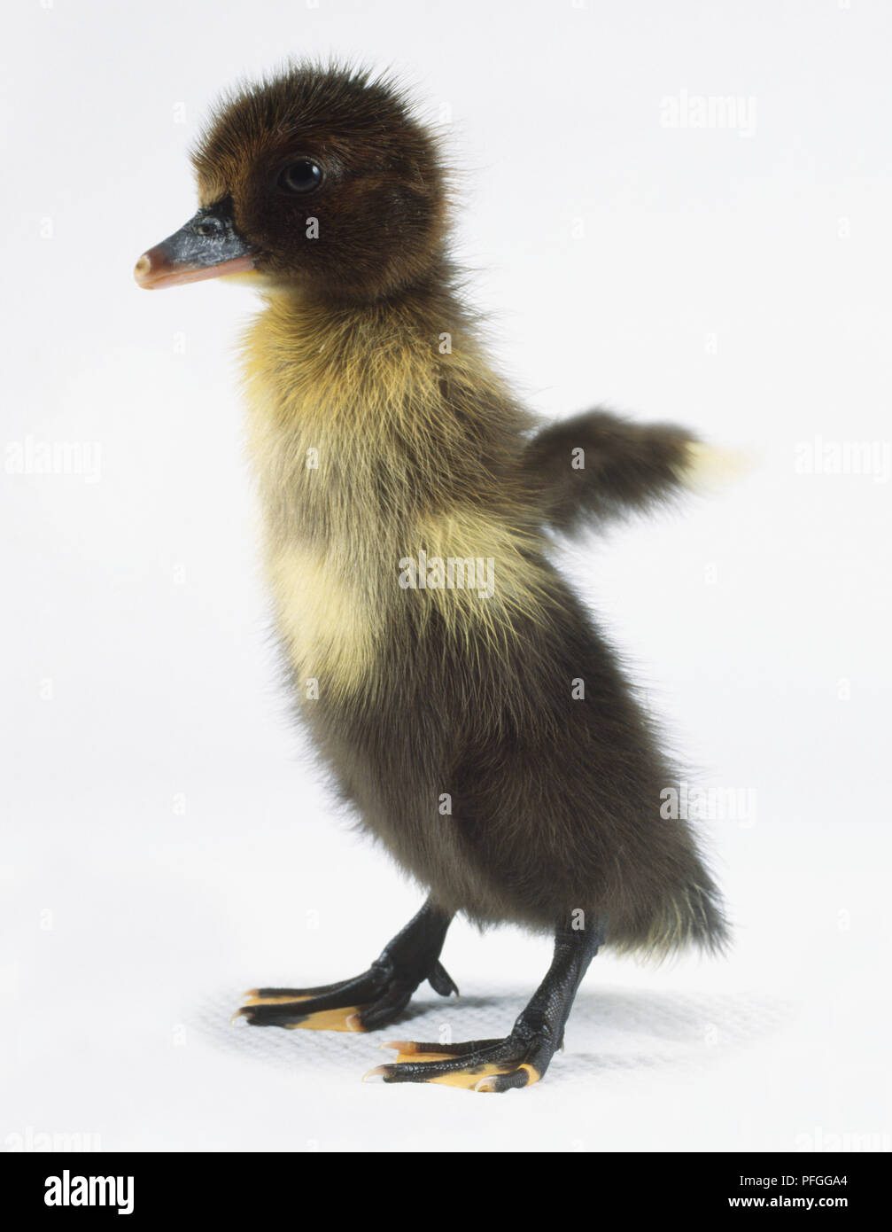 Standing grey duckling flapping its wings, side view Stock Photo - Alamy