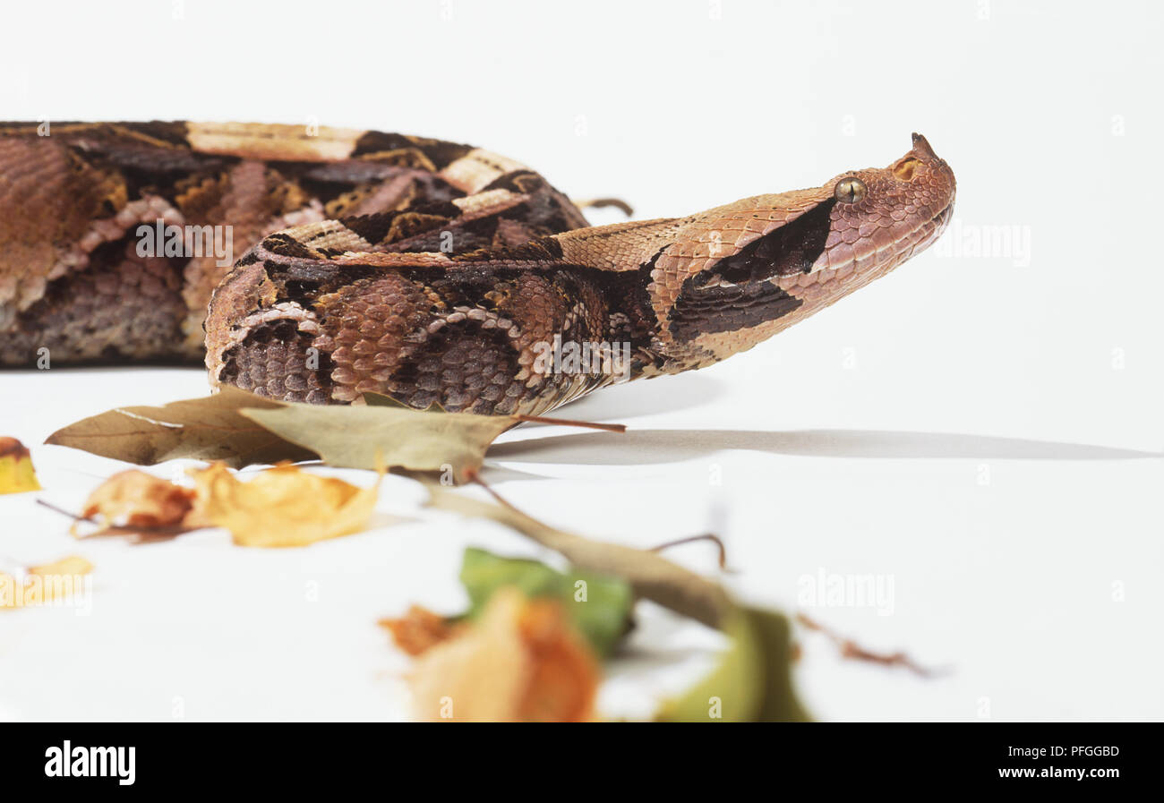 A pit viper's head, side view Stock Photo - Alamy