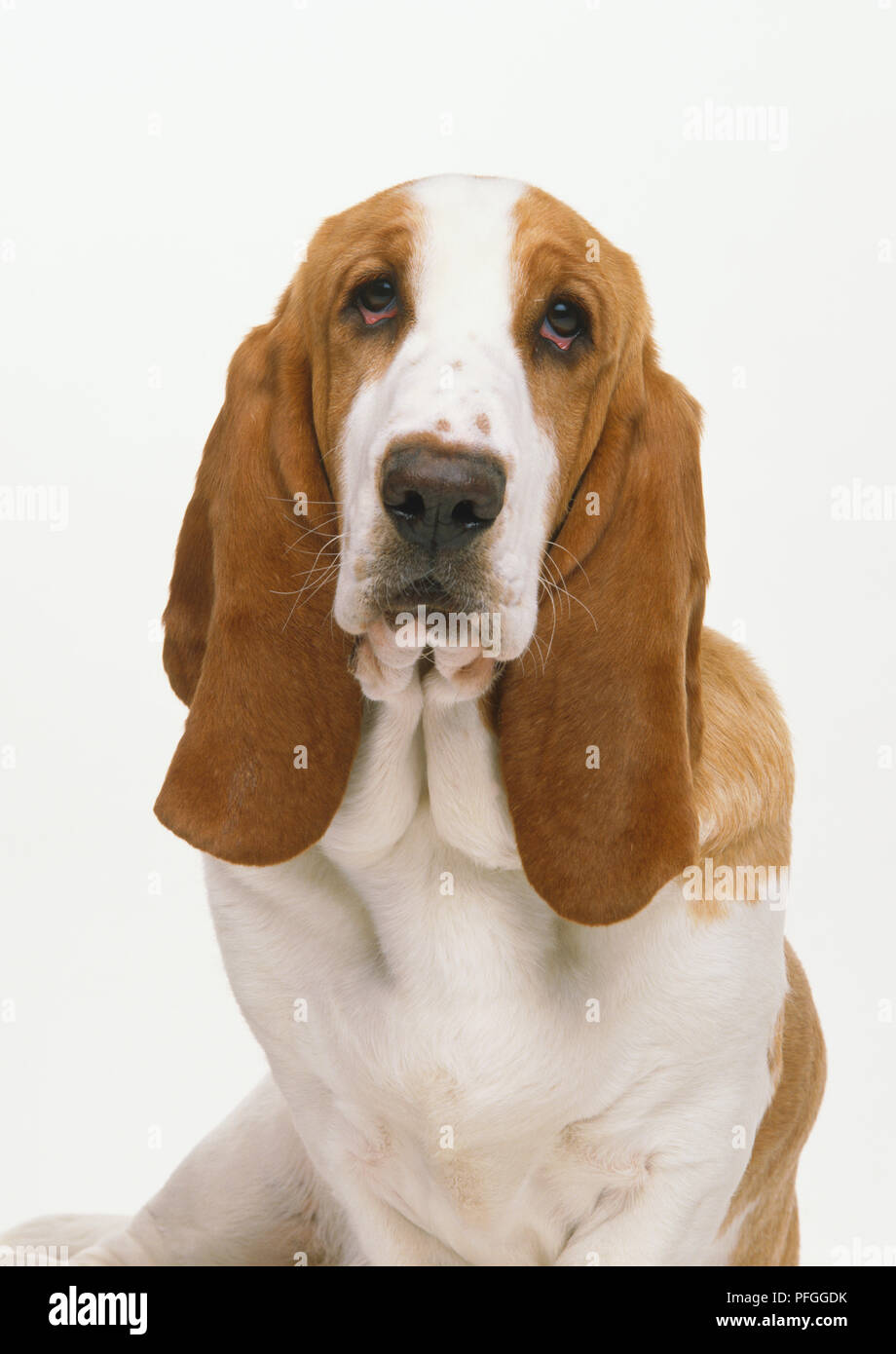 Basset hound's face Stock Photo - Alamy