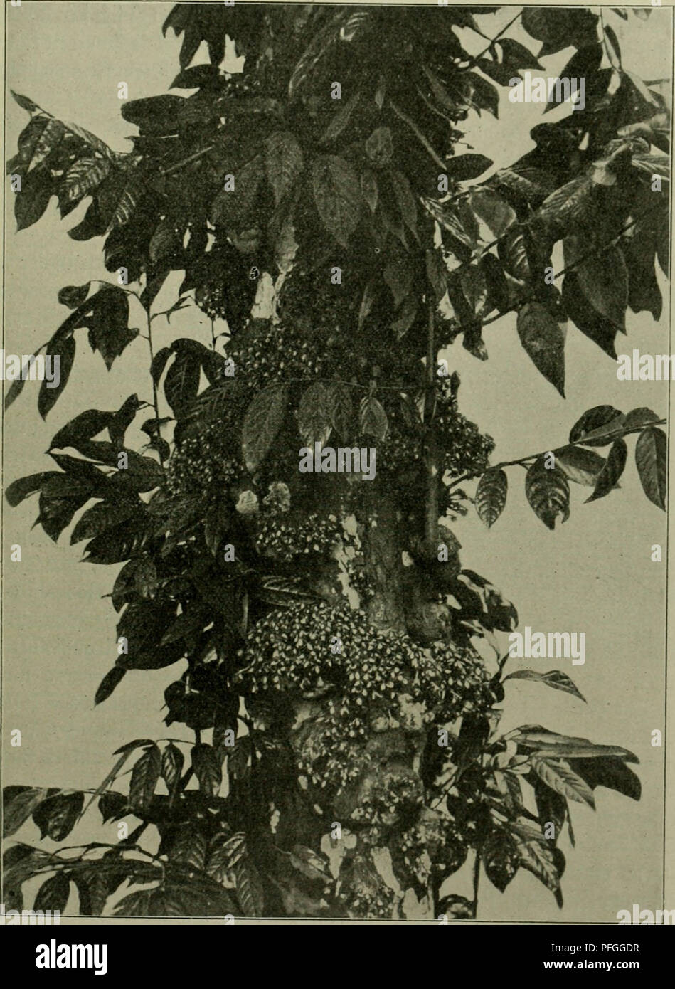 Stauben hi-res stock photography and images - Alamy