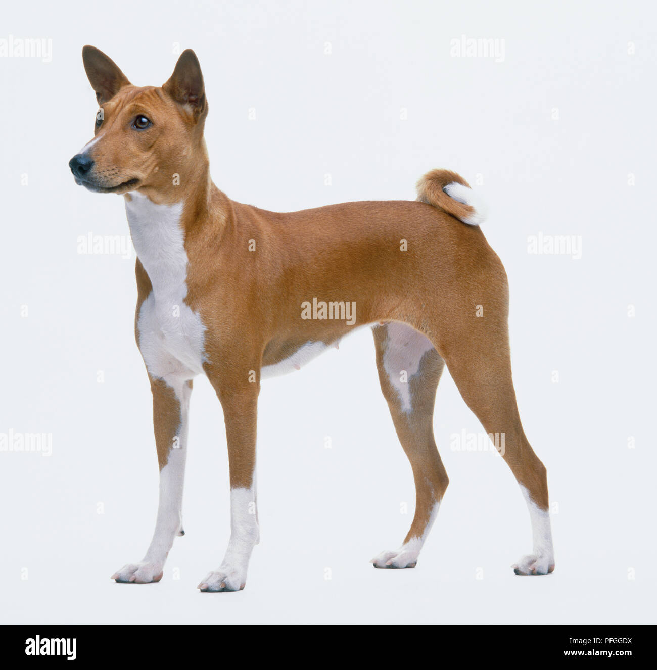 Female Basenji dog, standing, side view Stock Photo - Alamy