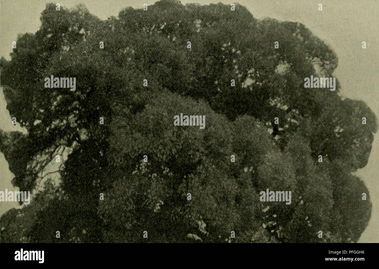 This work examines the life of plants, including their growth ...