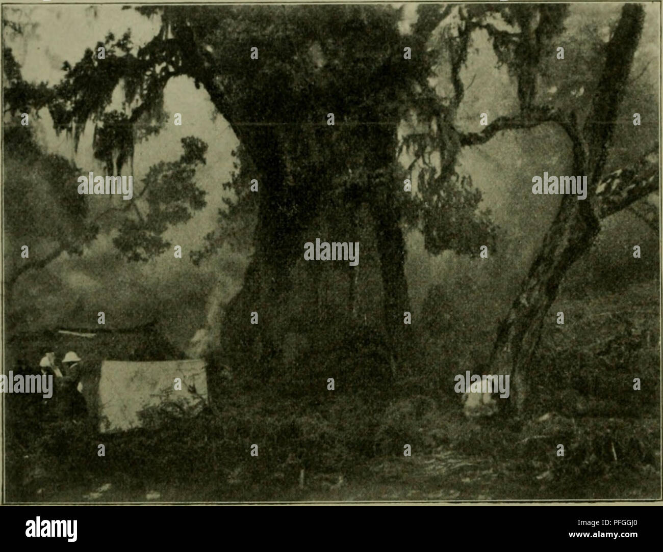 This German work studies the life of plants, exploring their structure ...