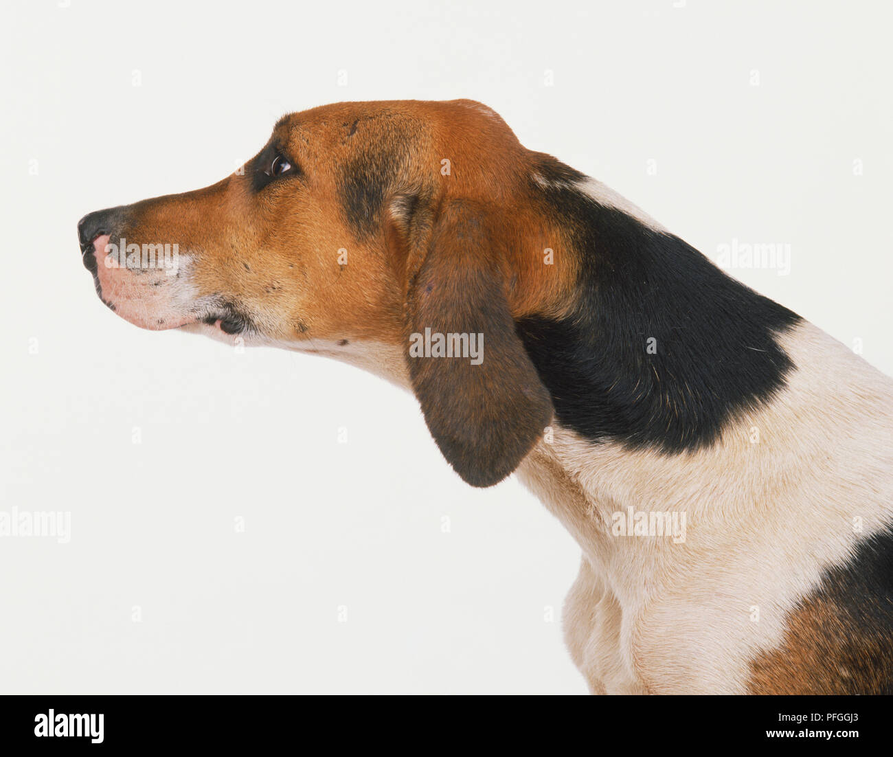 One foxhound hi-res stock photography and images - Alamy