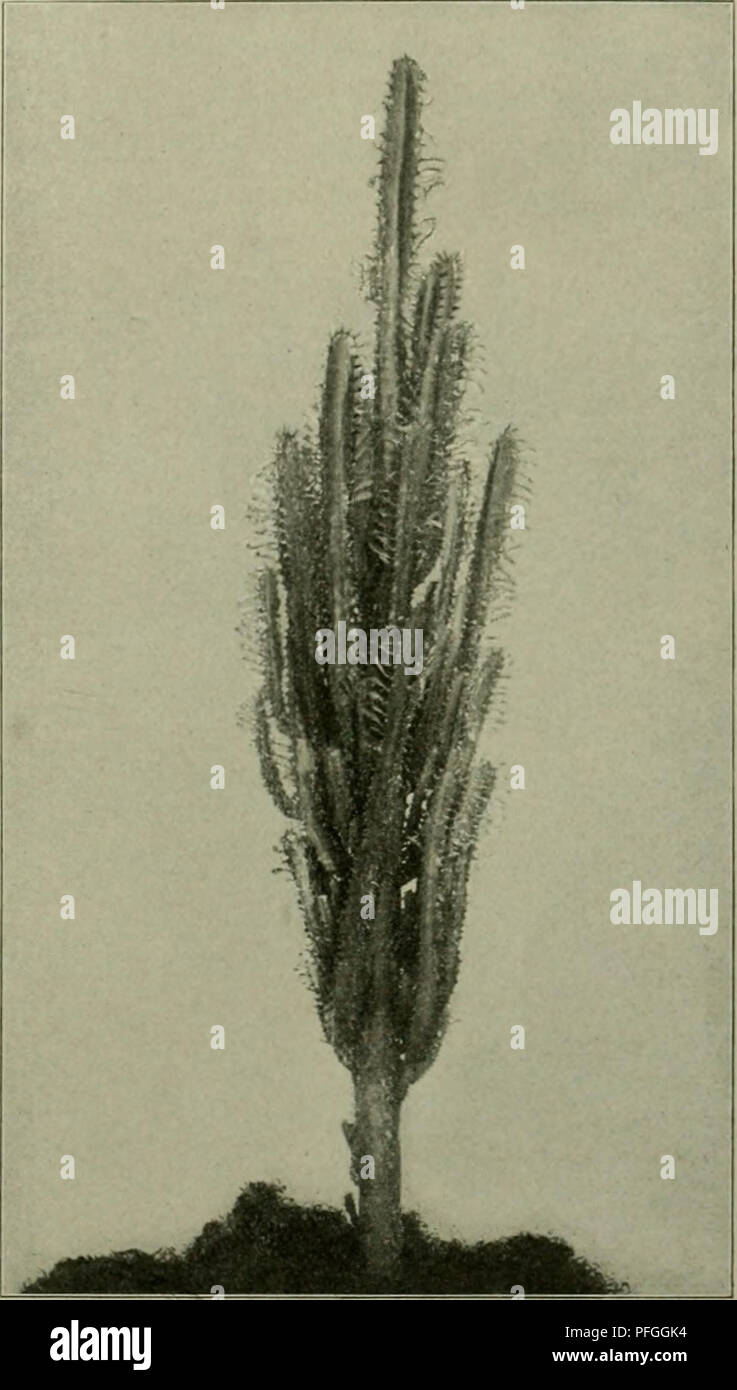 This work explores the life processes of plants, focusing on their ...
