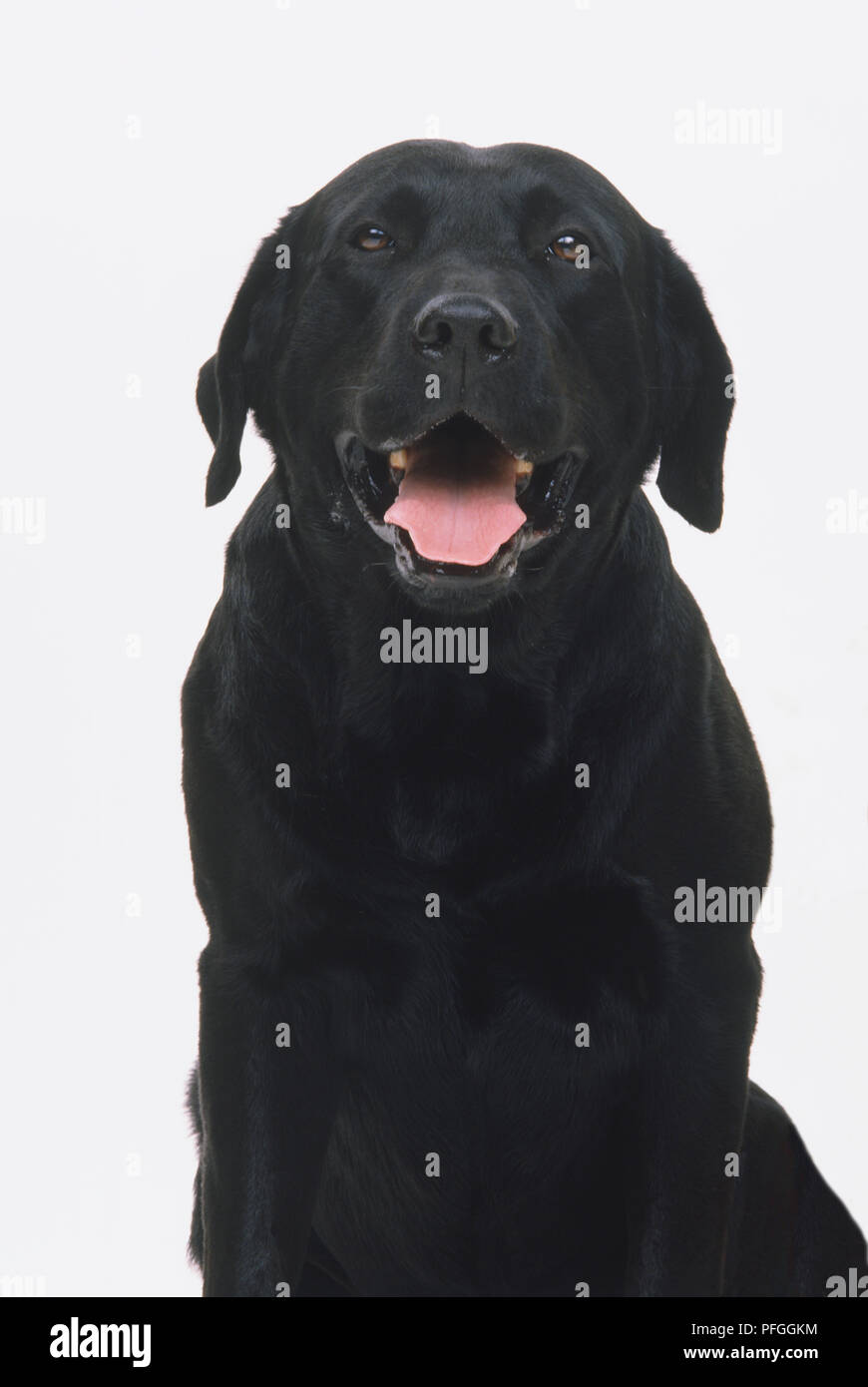 Front headshot of a Black Labrador Retriever Dog, panting Stock Photo ...