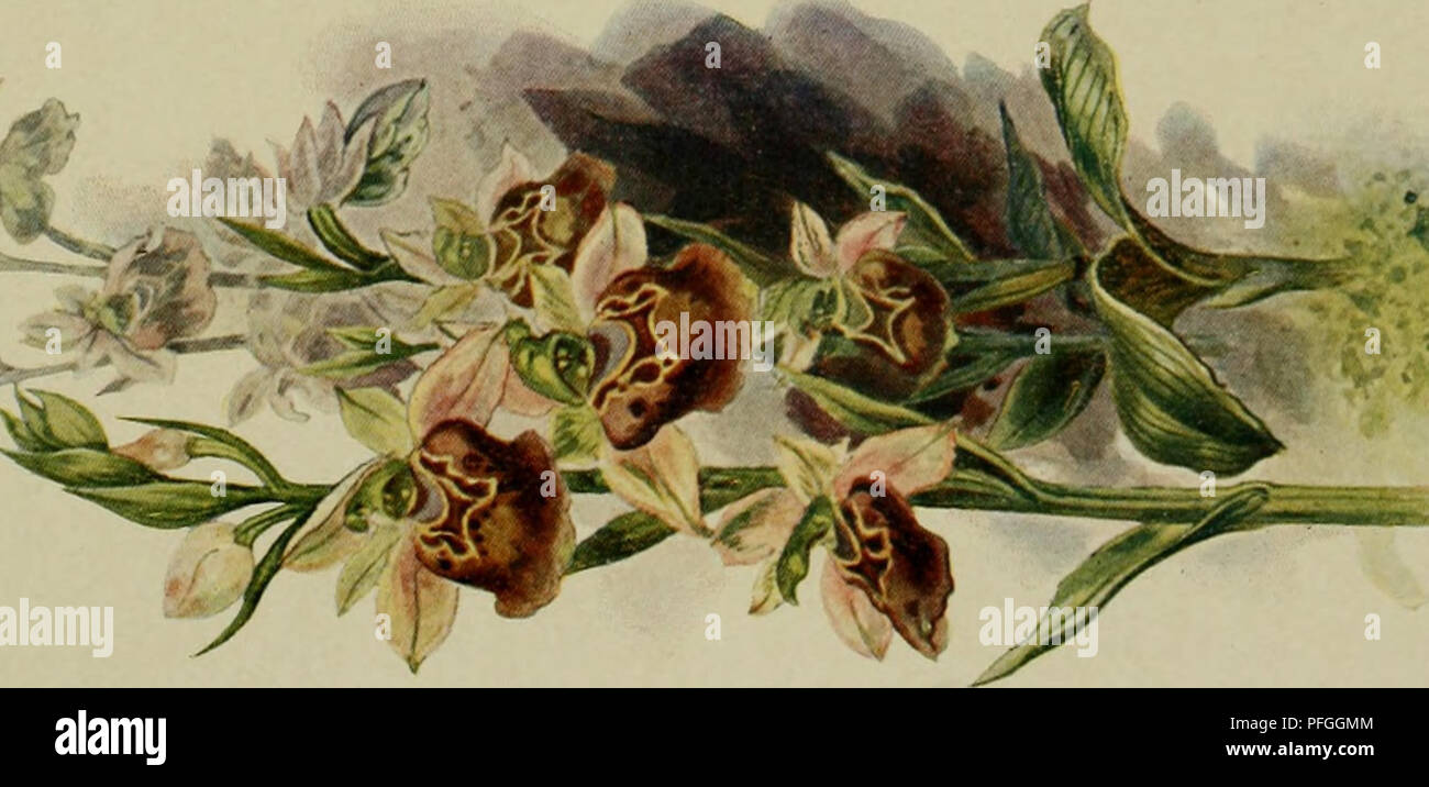 'The Life of the Plant' focuses on the biology and geography of plant ...