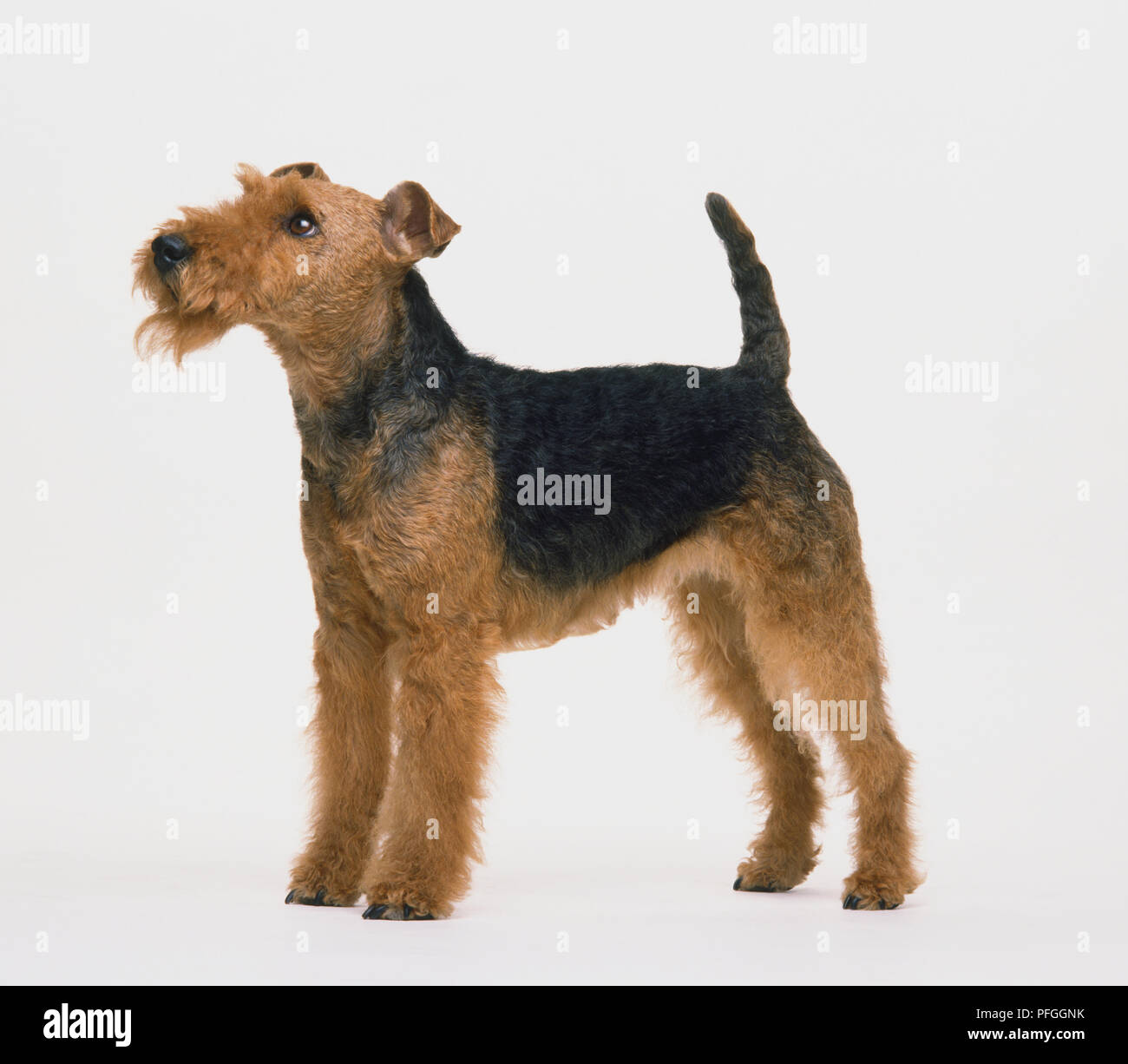 Welsh terriers hi-res stock photography and images - Alamy