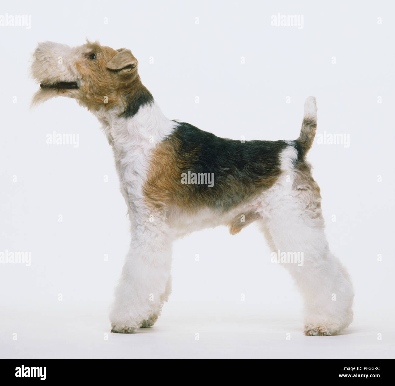 Curly fox terrier hi-res stock photography and images - Alamy