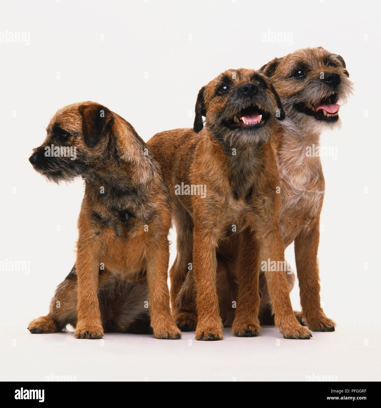 Group of three Border Terriers (Canis familiaris), two sitting, one ...