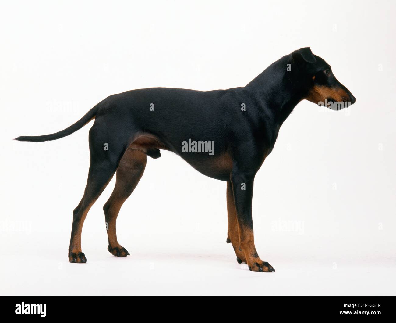Manchester terrier hi-res stock photography and images - Alamy