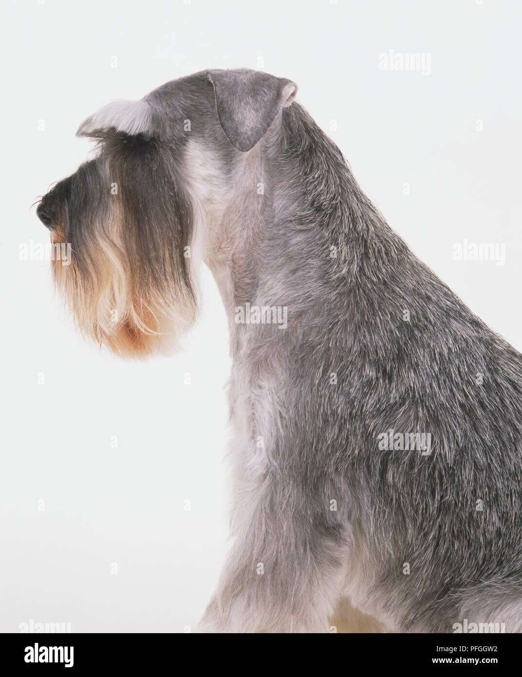 Miniature Schnauzer (Canis familiaris), profile Stock Photo - Alamy