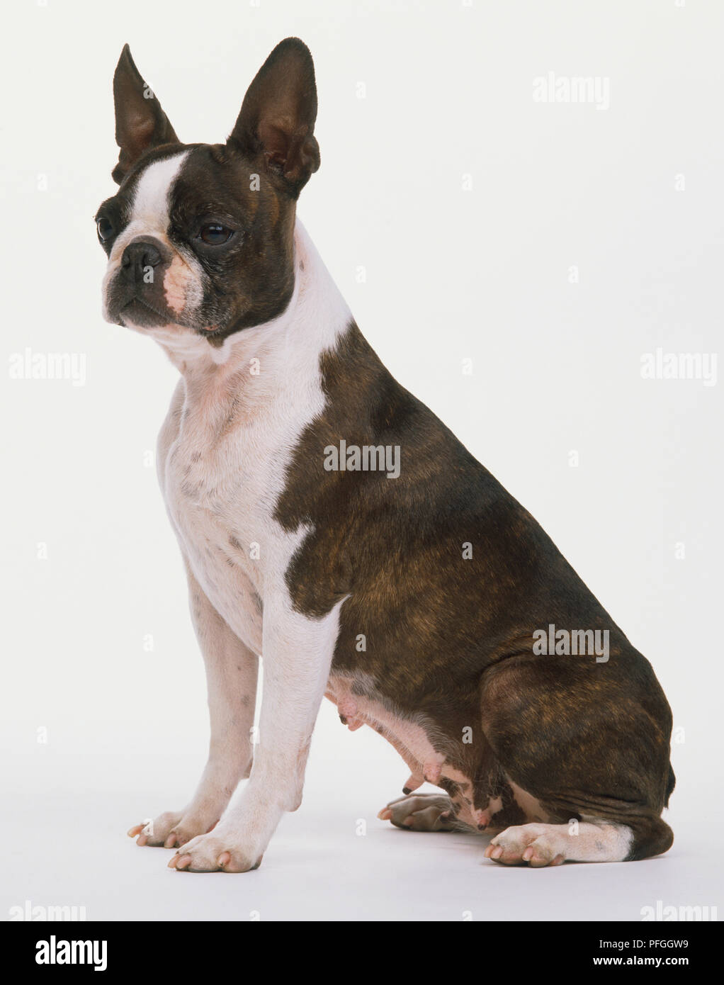 Side of dog sitting Stock Photo - Alamy
