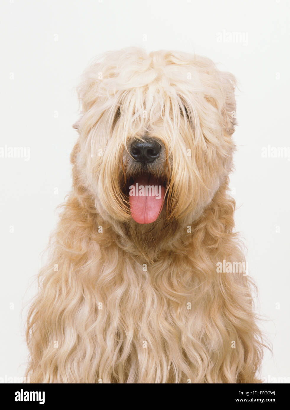 Wheaten terrier hi-res stock photography and images - Alamy