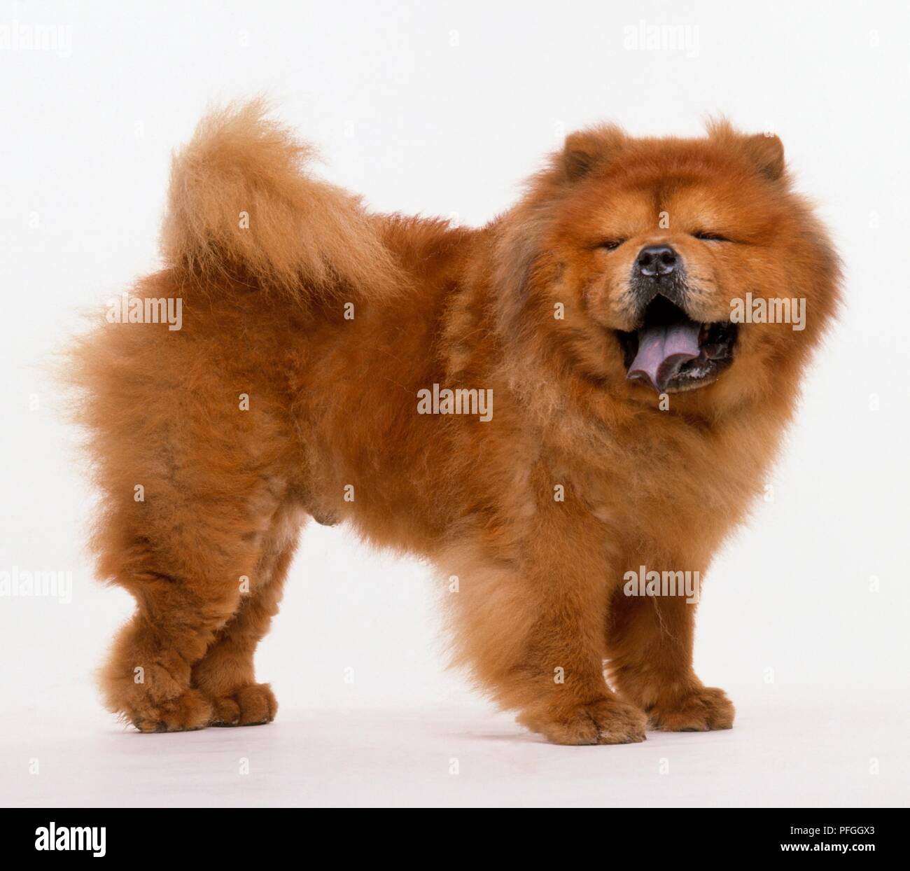 Male Chow Chow, panting Stock Photo - Alamy