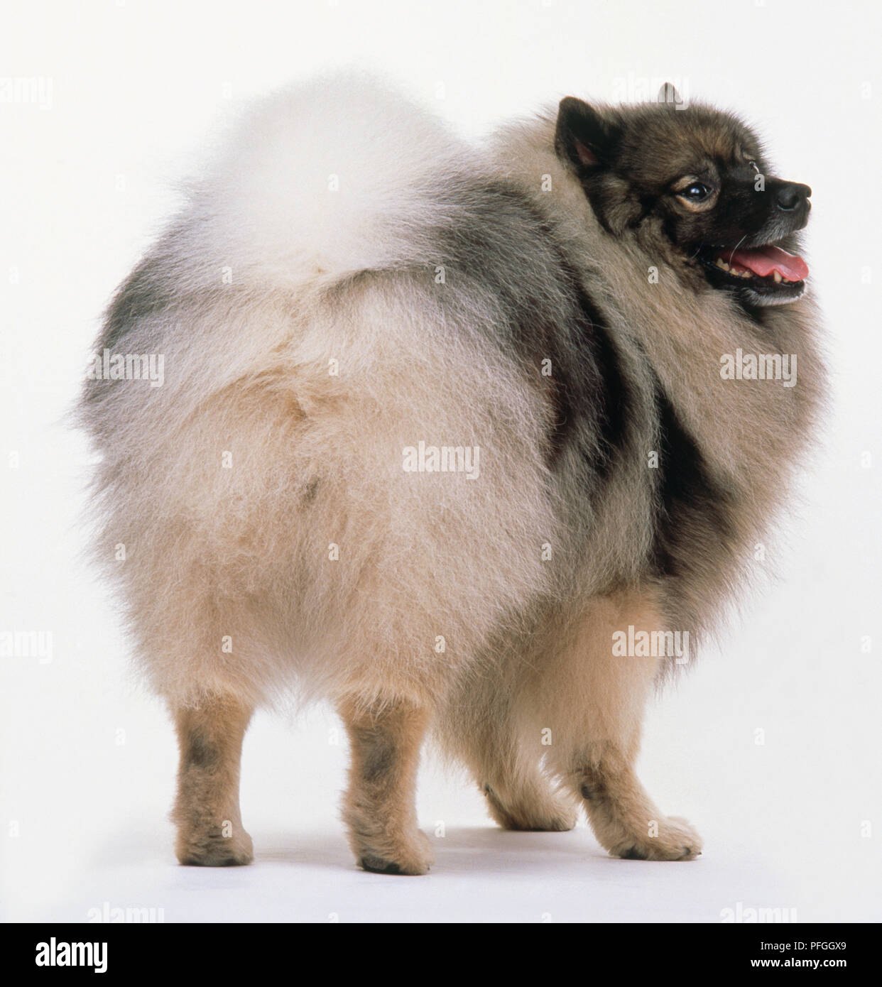 Keeshound, rear view Stock Photo - Alamy