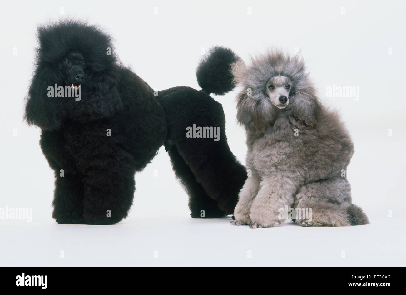 Two Poodles Side By Side High Resolution Stock Photography and Images ...