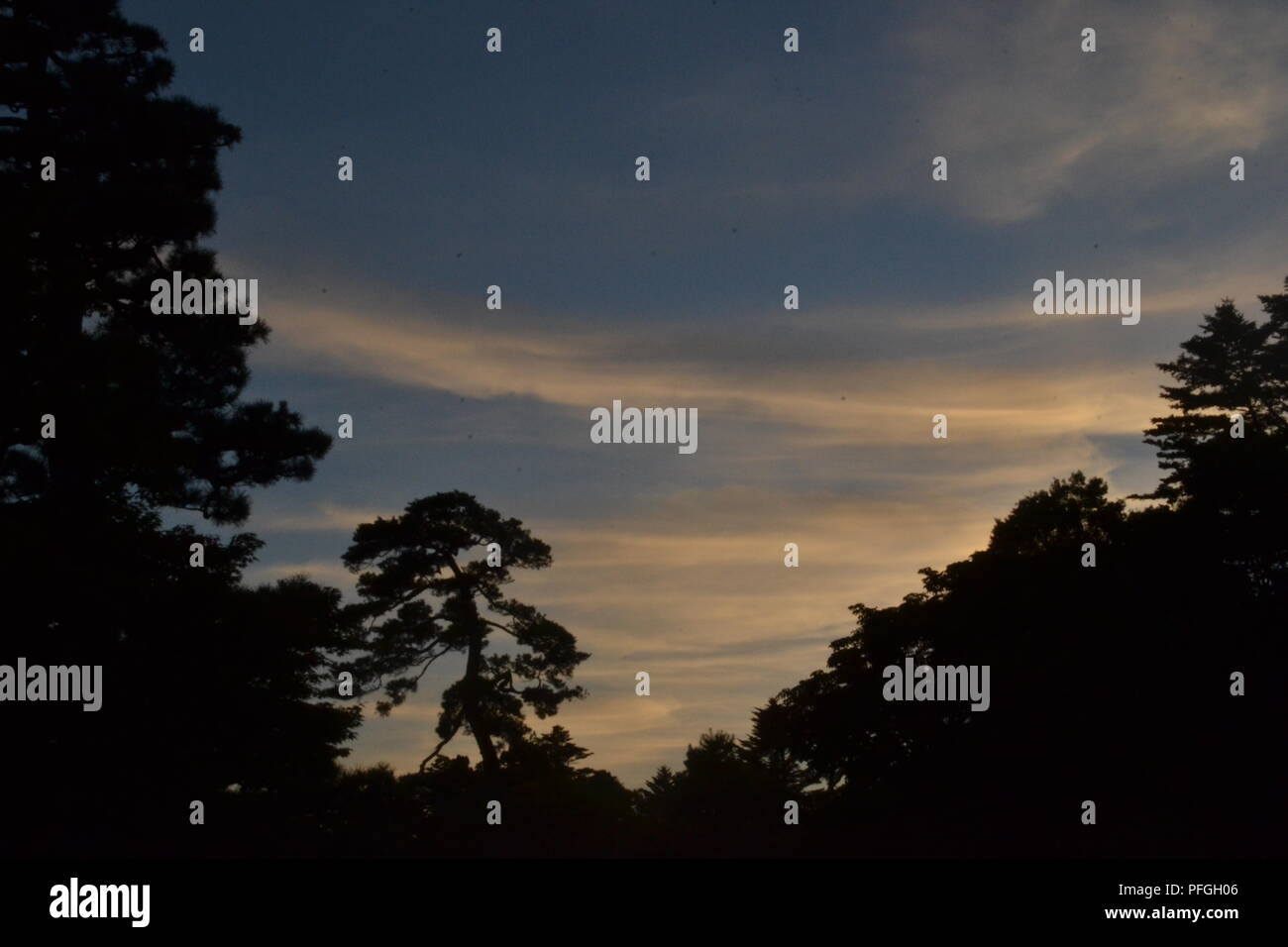 Evening sky with trees Stock Photo - Alamy