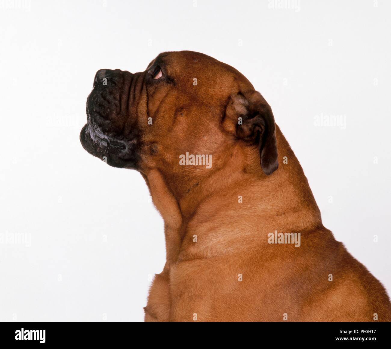 Brown bullmastiff hi-res stock photography and images - Alamy