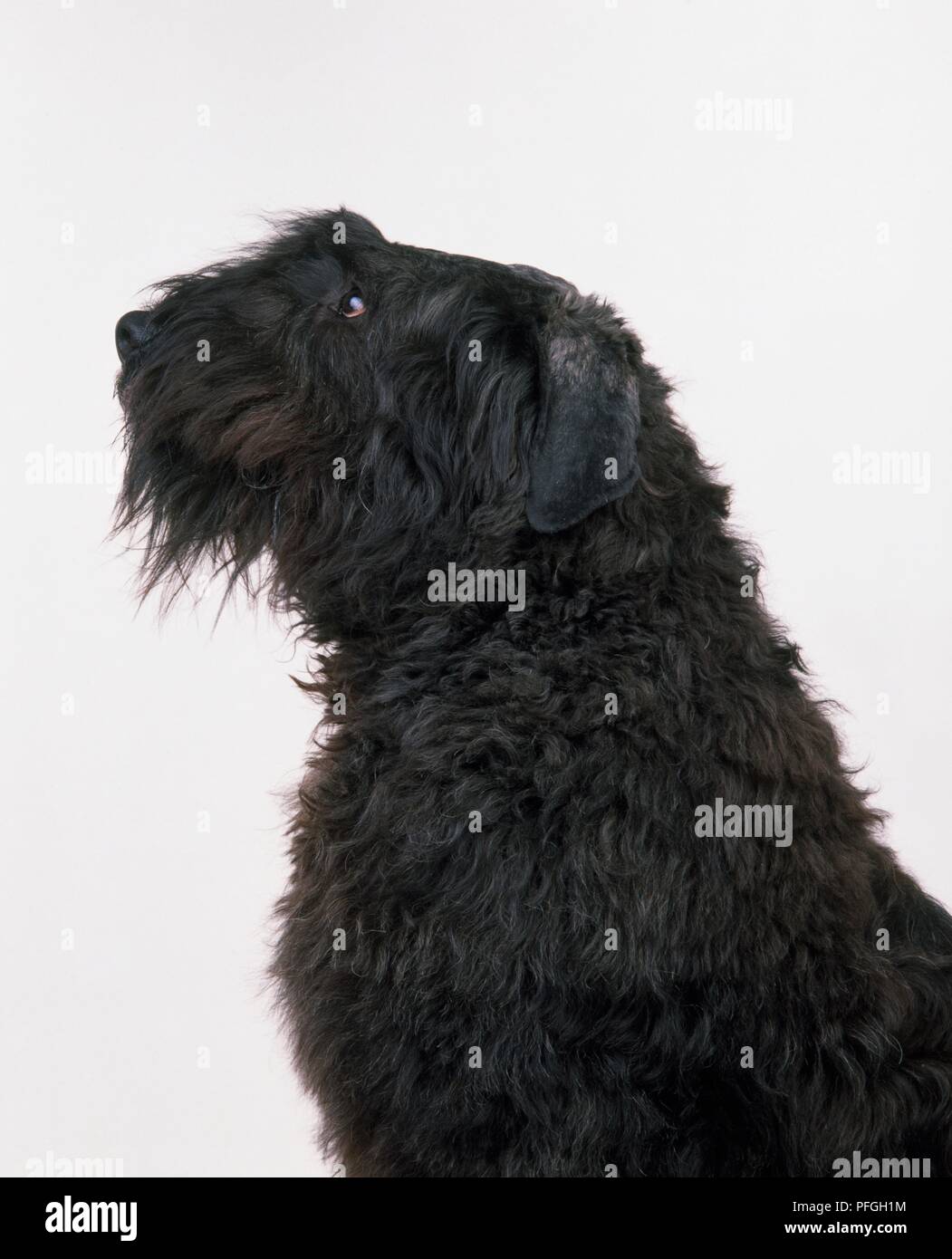 Bouvier hi-res stock photography and images - Alamy