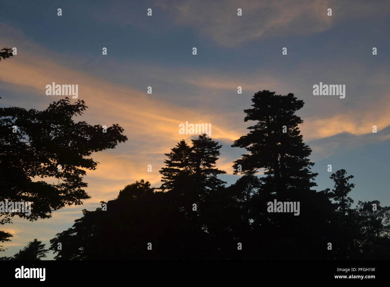 Evening sky with trees Stock Photo - Alamy