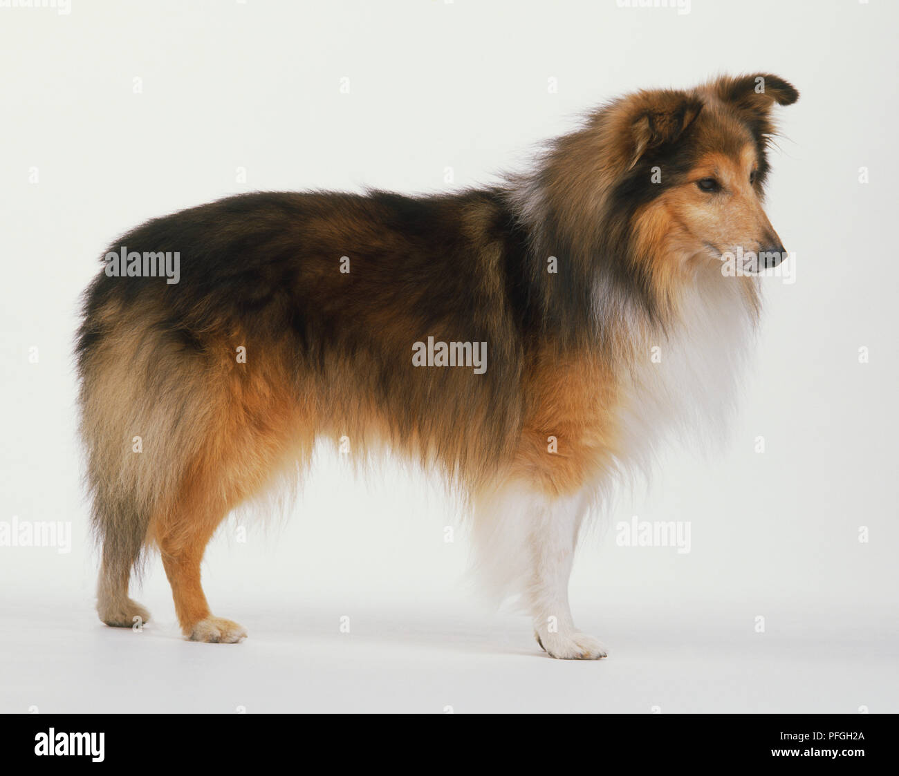 Shetland Sheepdog (Canis familiaris) standing, side view Stock Photo ...