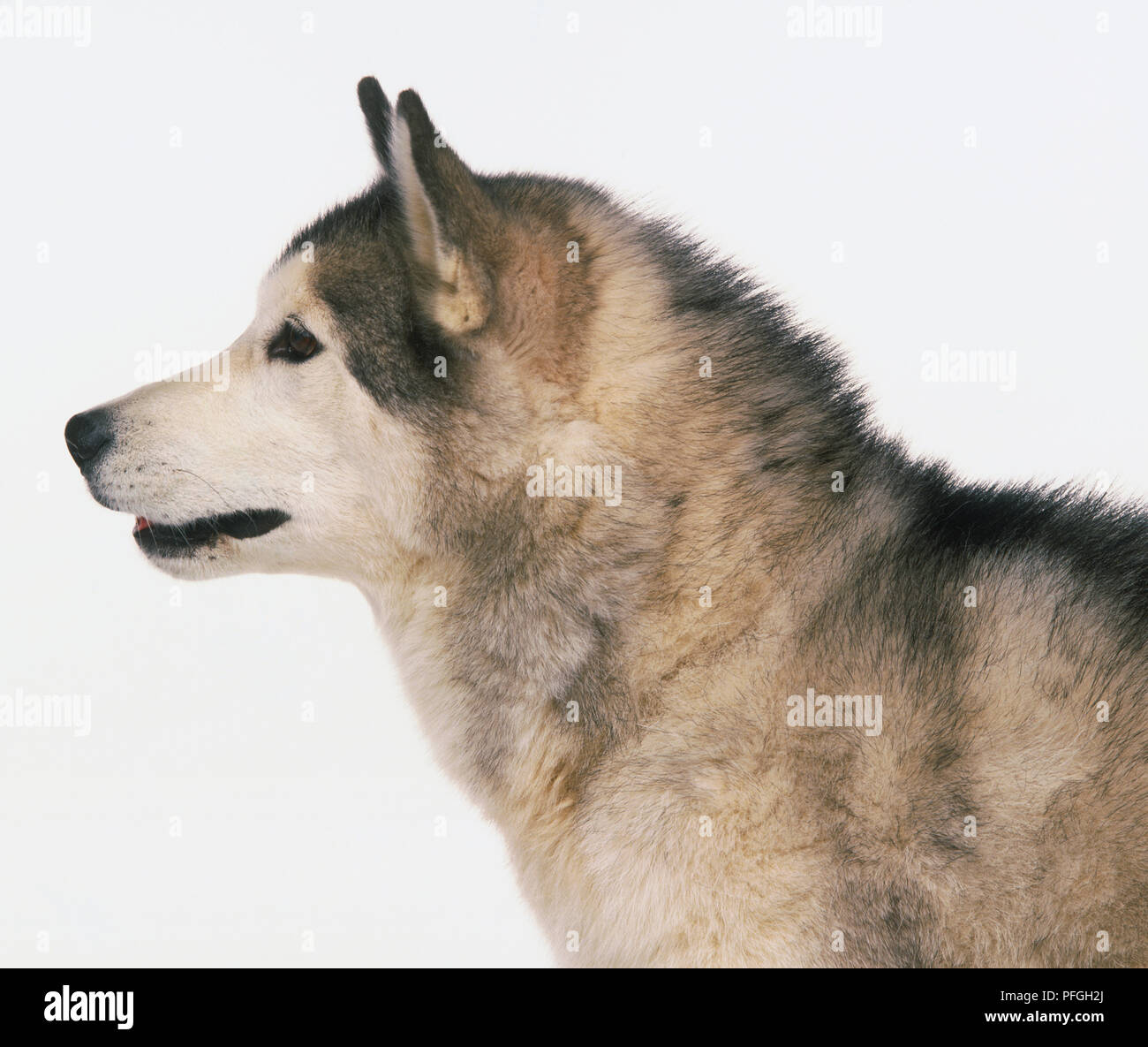 Siberian husky dog in profile Stock Photo - Alamy