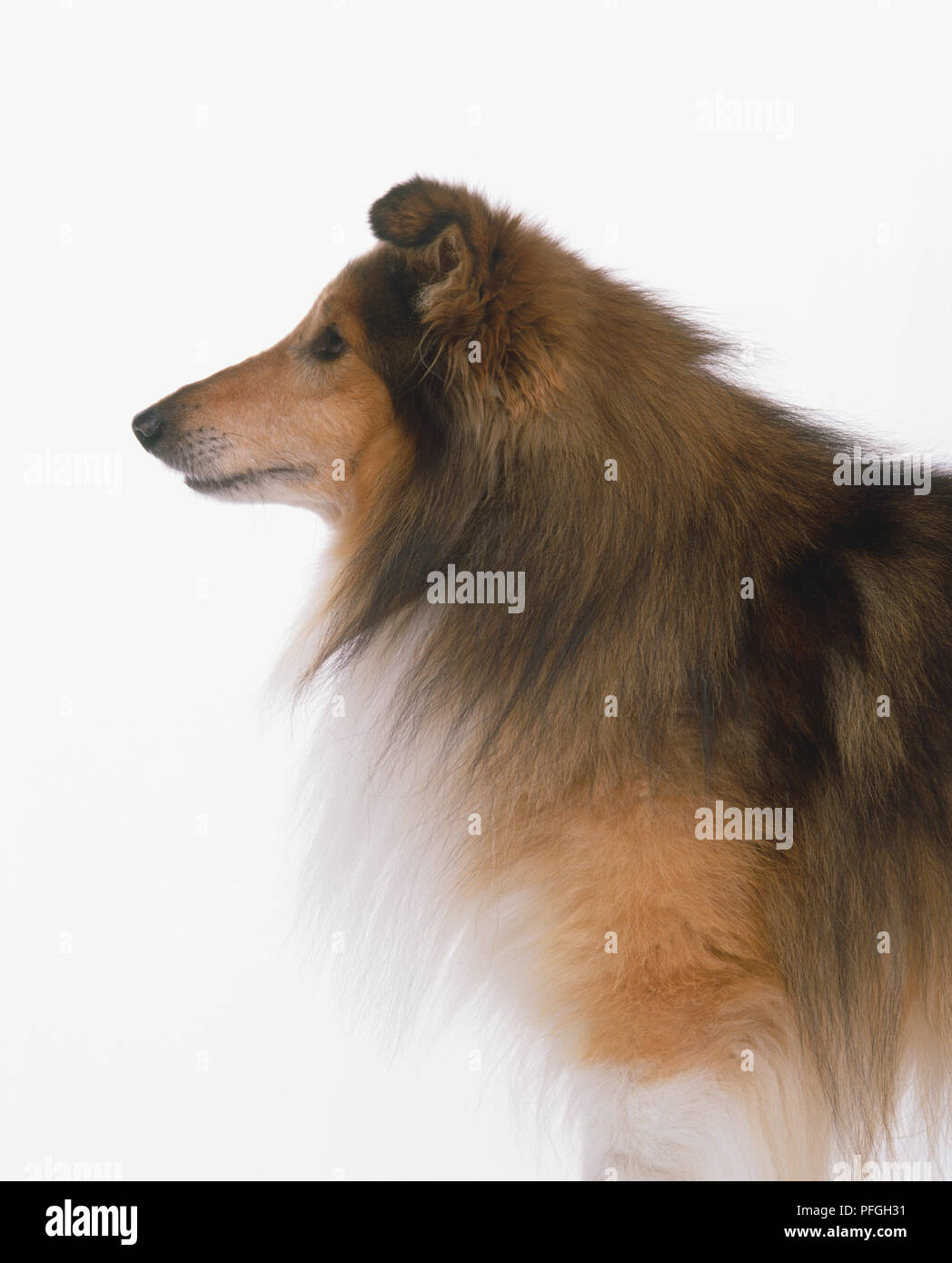 Shetland sheepdog in profile Stock Photo - Alamy