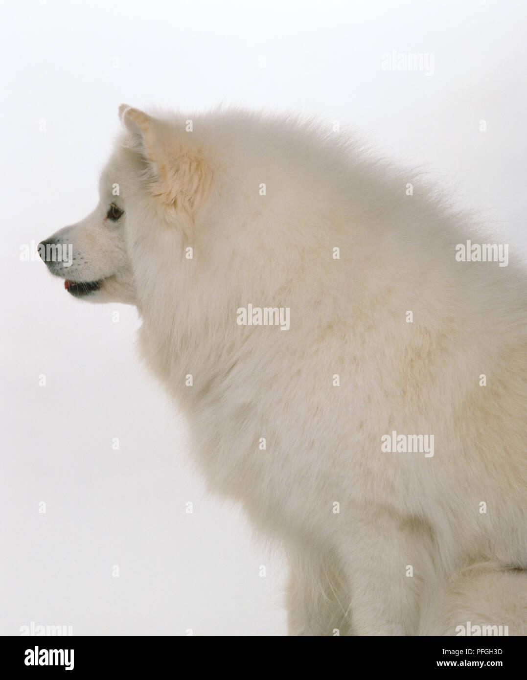 Samoyed dog in profile Stock Photo - Alamy