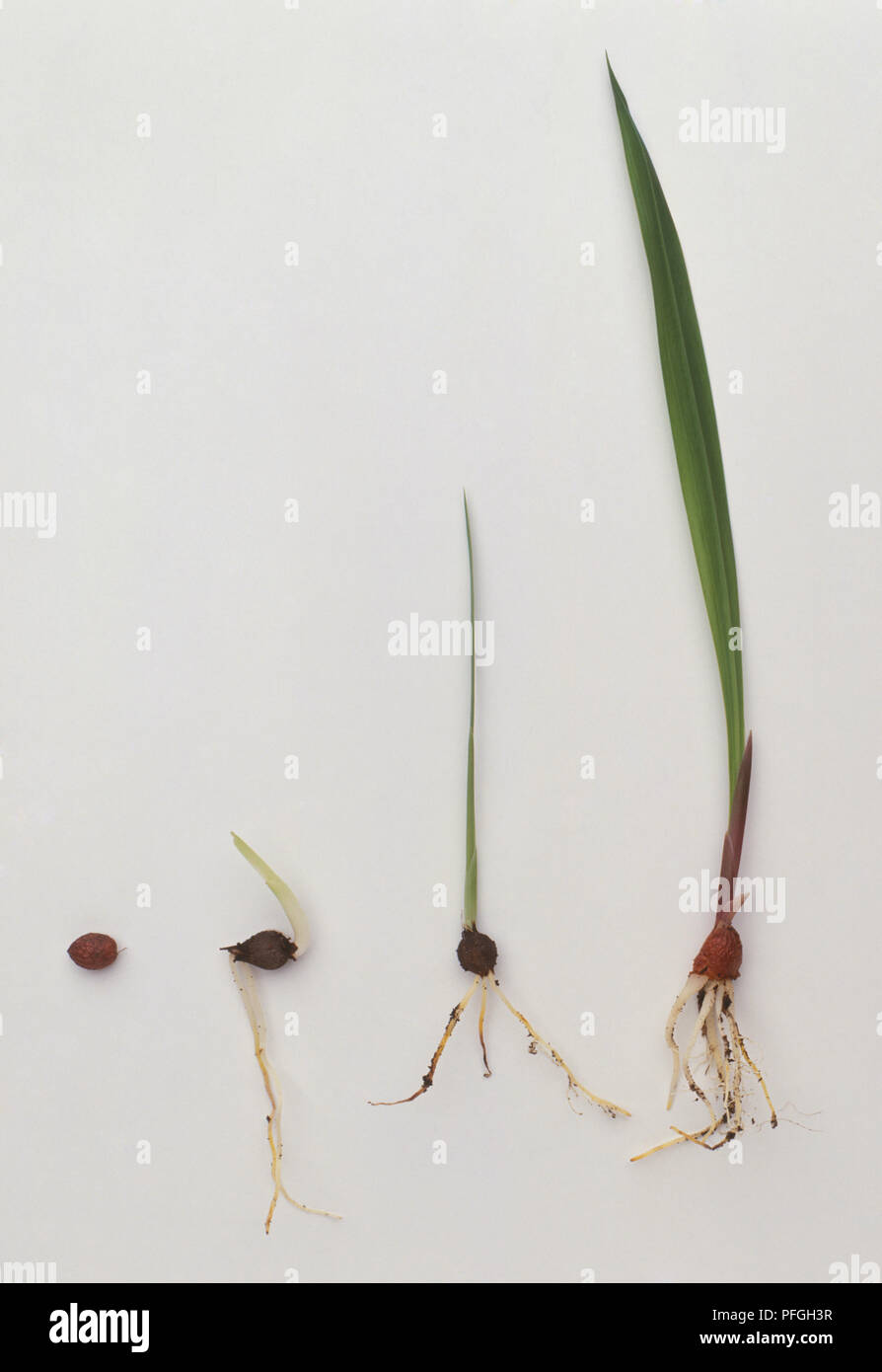 Four stages of a cormel's growth in the first year Stock Photo - Alamy