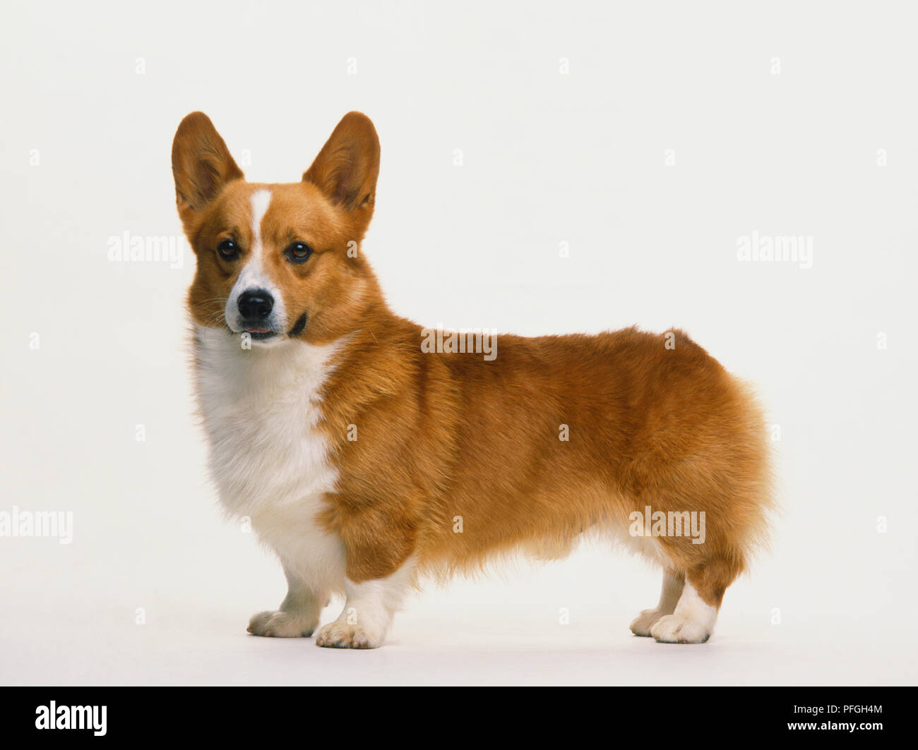 Welsh corgi pembroke image hi-res stock photography and images - Alamy