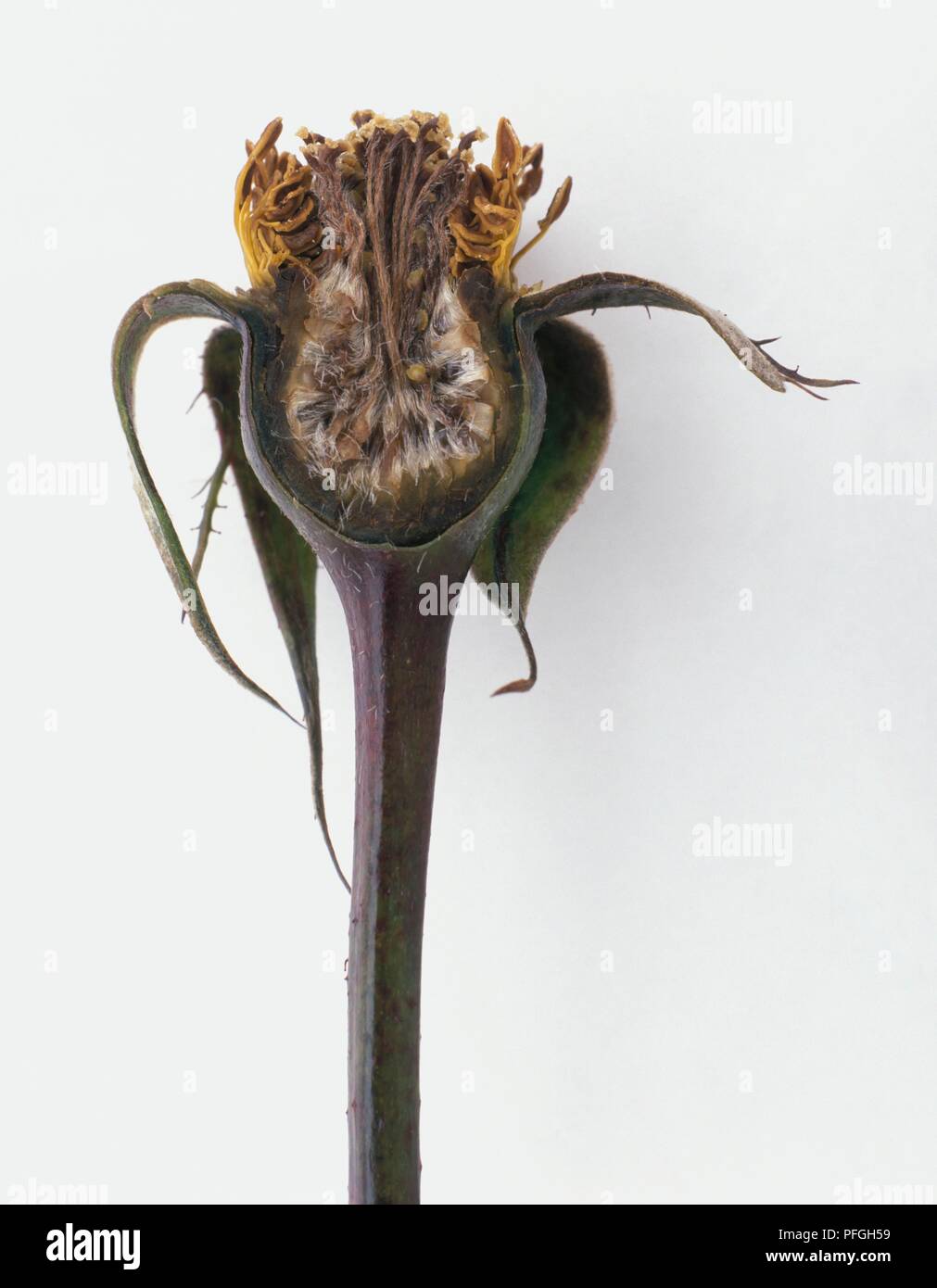 Cross section of the head hi-res stock photography and images - Alamy