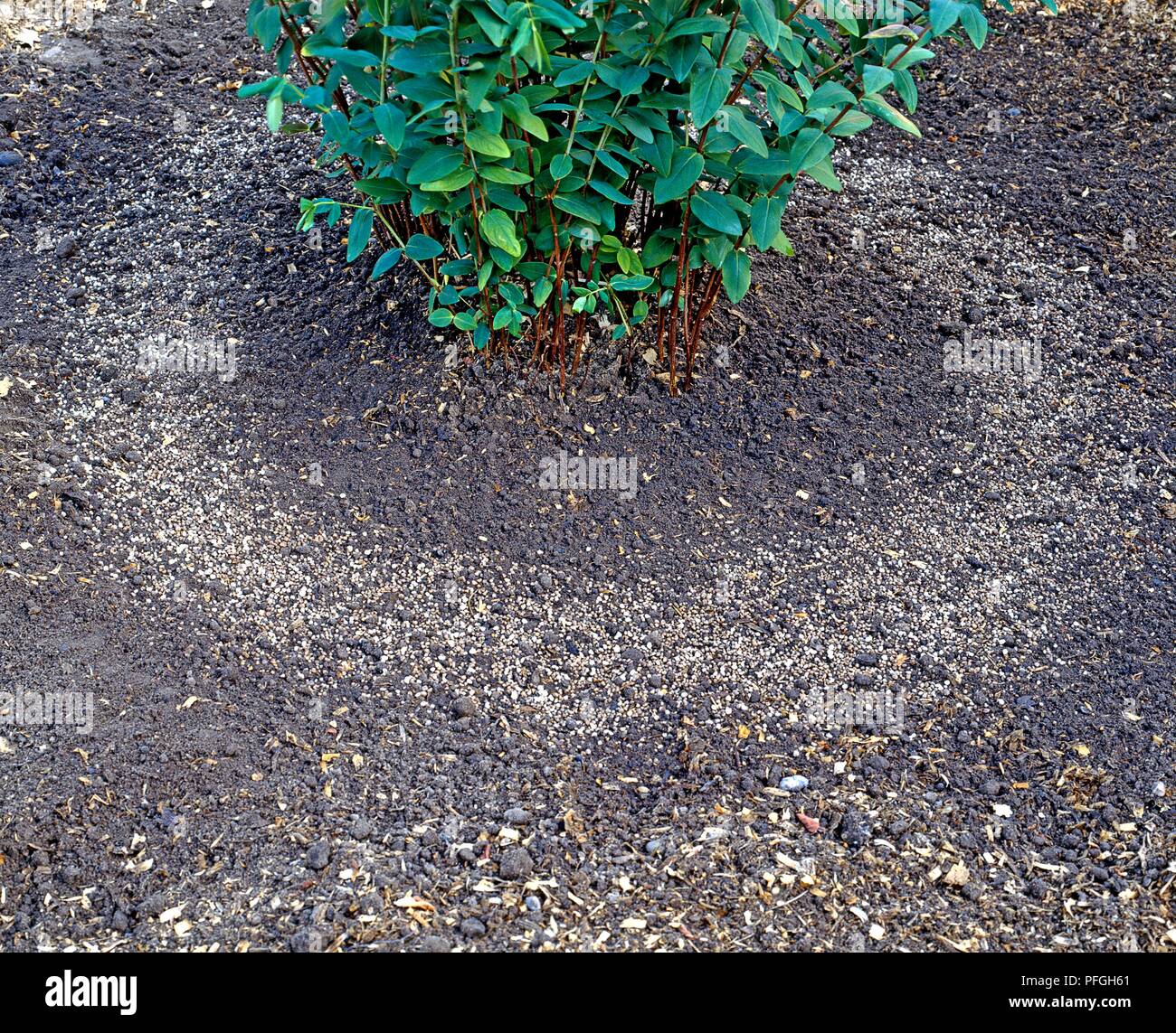 Fertilizer sprinkled in a circle around the base of a plant, close-up ...