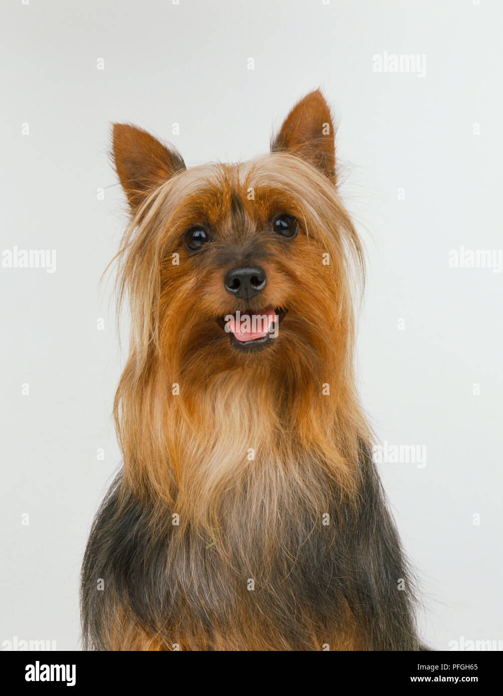 Australian silky terrier hi-res stock photography and images - Alamy