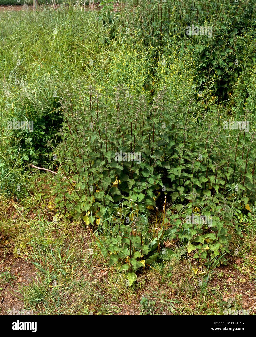 Section of a garden overgrown with weeds Stock Photo - Alamy
