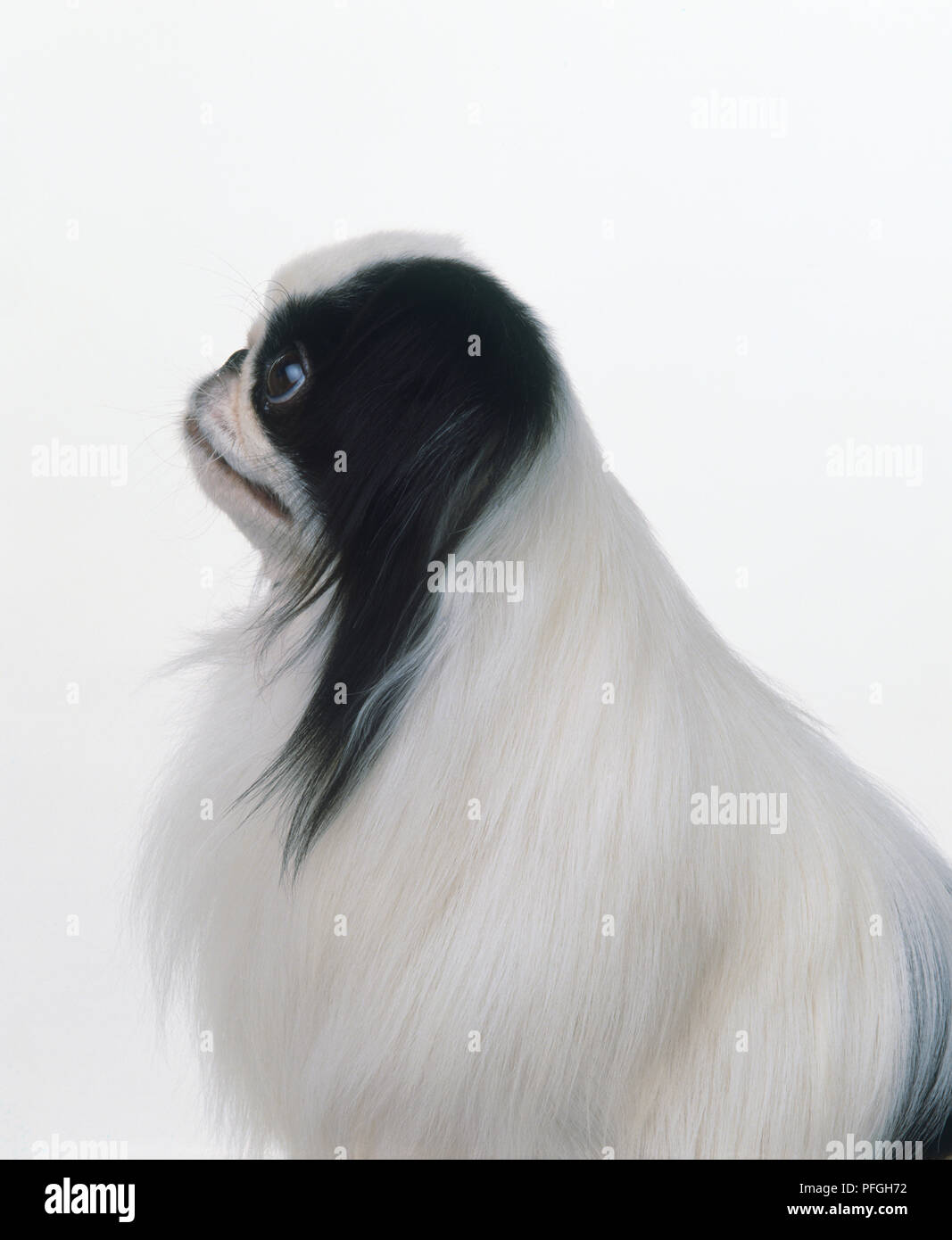 Japanese spaniel dog in profile Stock Photo - Alamy