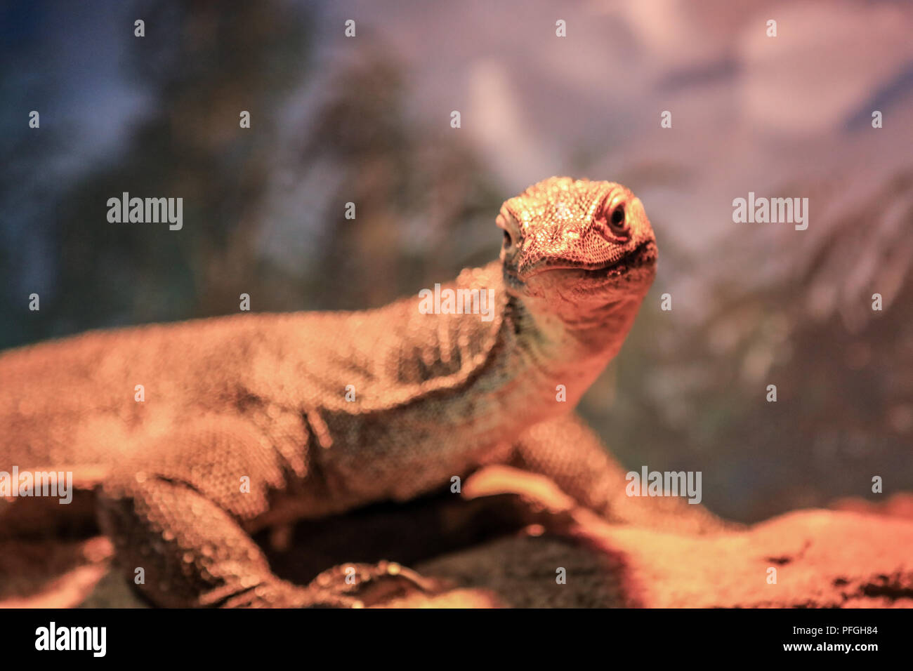 Close up macro reptile hi-res stock photography and images - Alamy