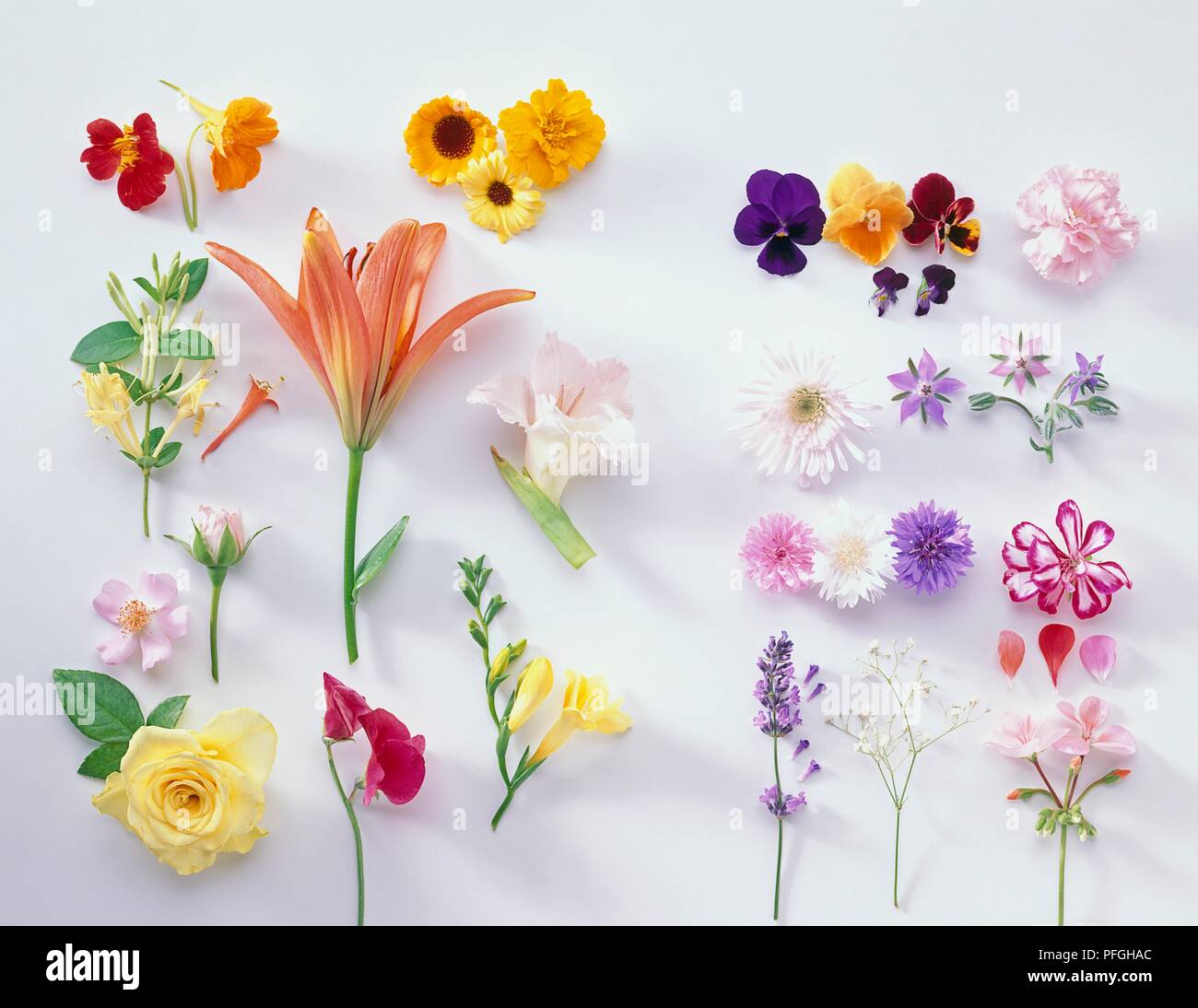 Large cornflower hi-res stock photography and images - Alamy