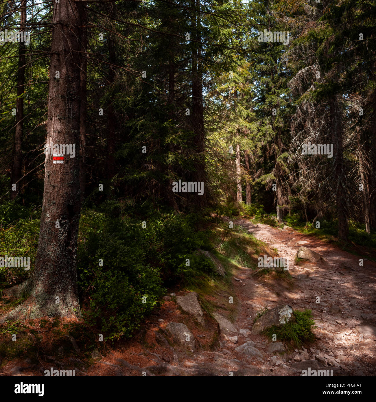 Hiking trail sign mark painted on a tree. Path leading trough the ...