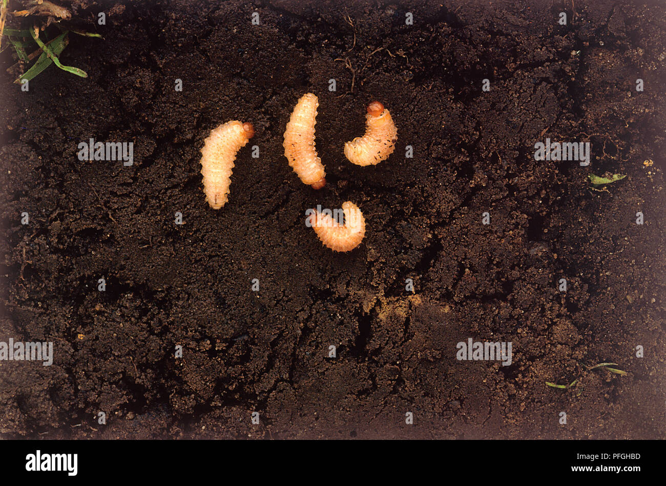 Vine weevil (Otiorhynchus sulcatus) larvae in soil, view from above ...