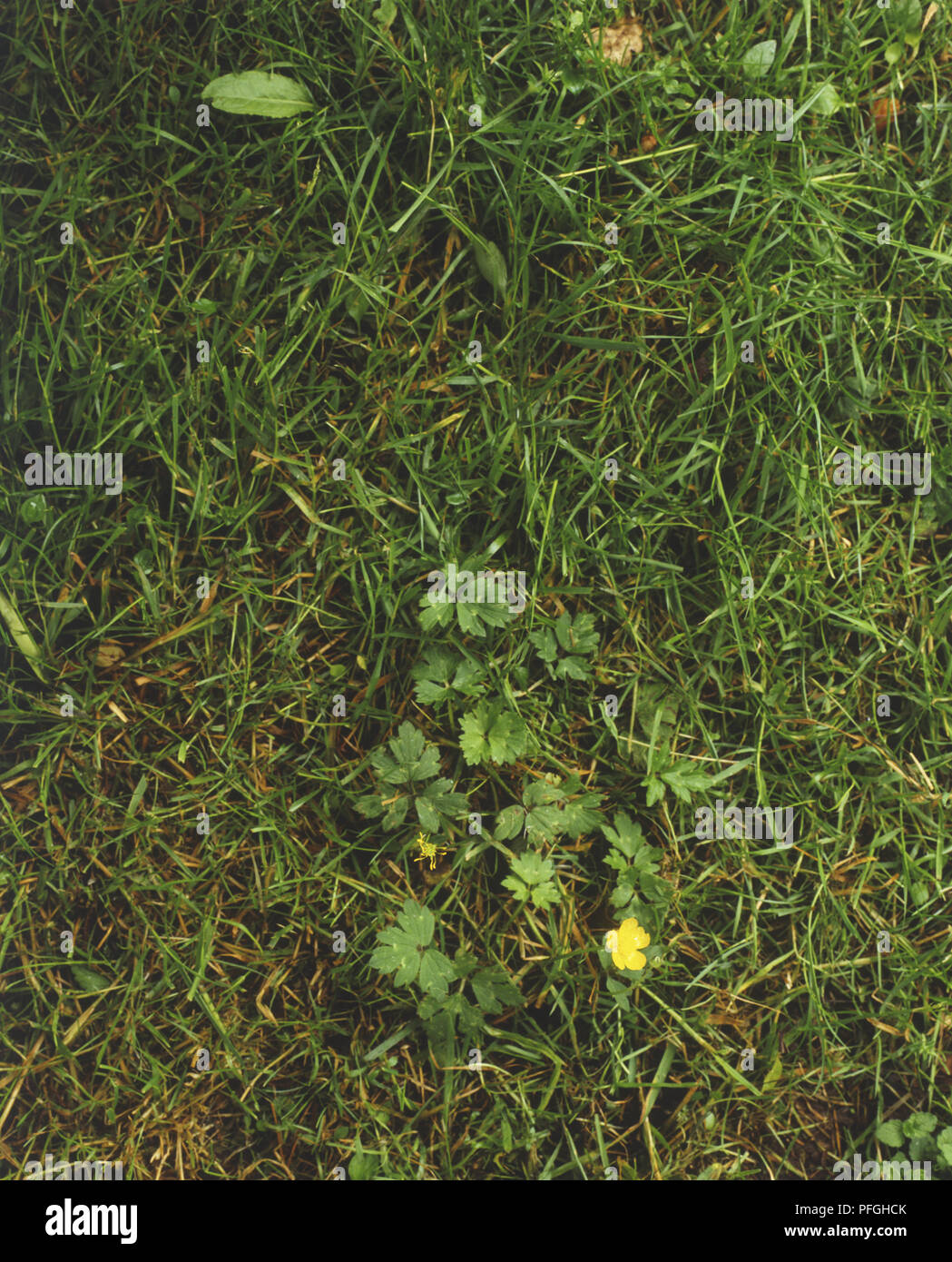 Ranunculus repens, Creeping Buttercup, growing in grass, view from ...