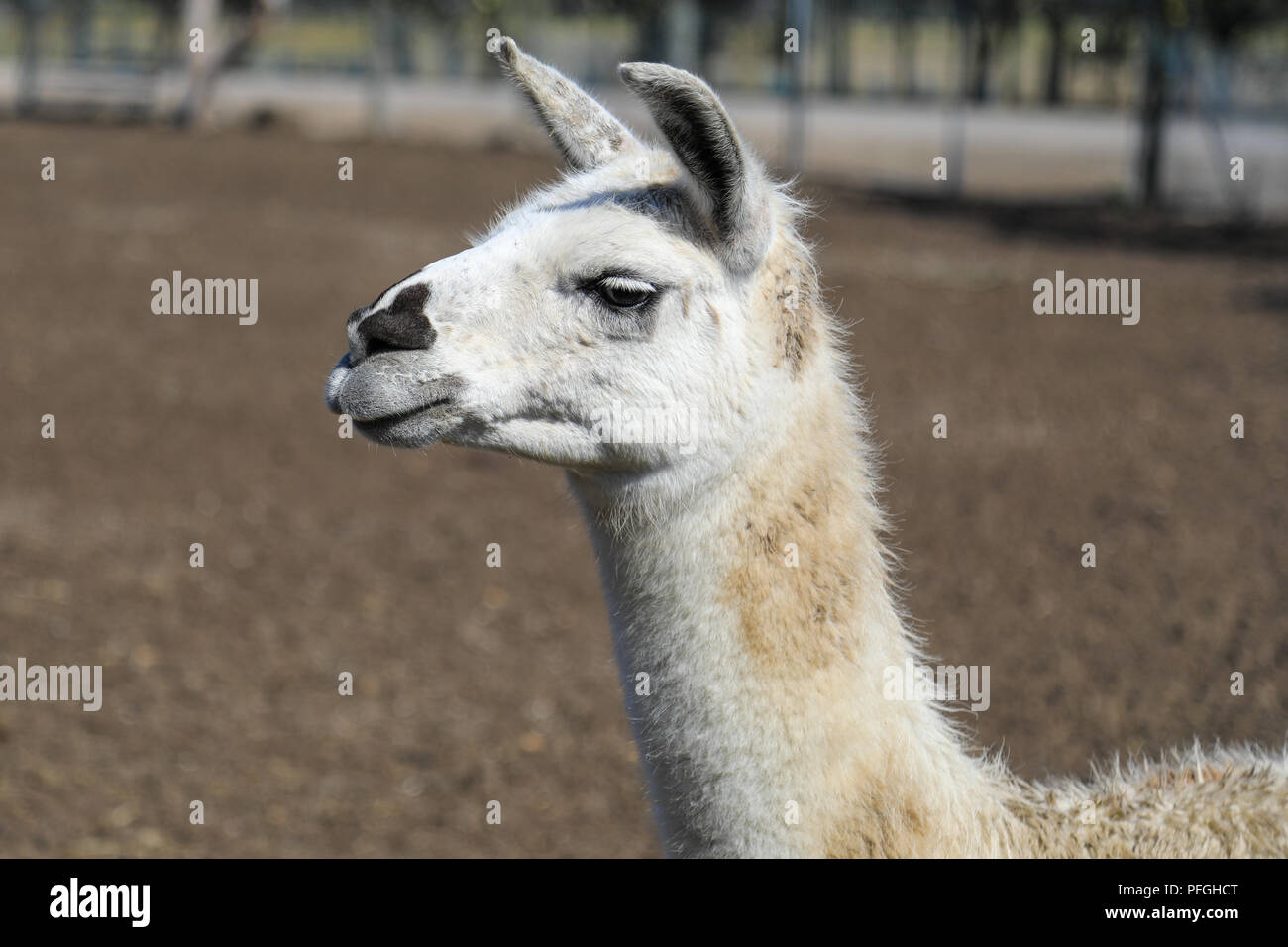 Beautiful face close up hi-res stock photography and images - Alamy