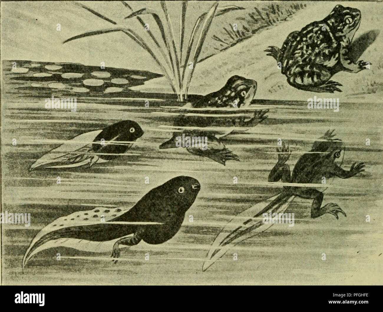 German salamanders hi-res stock photography and images - Alamy