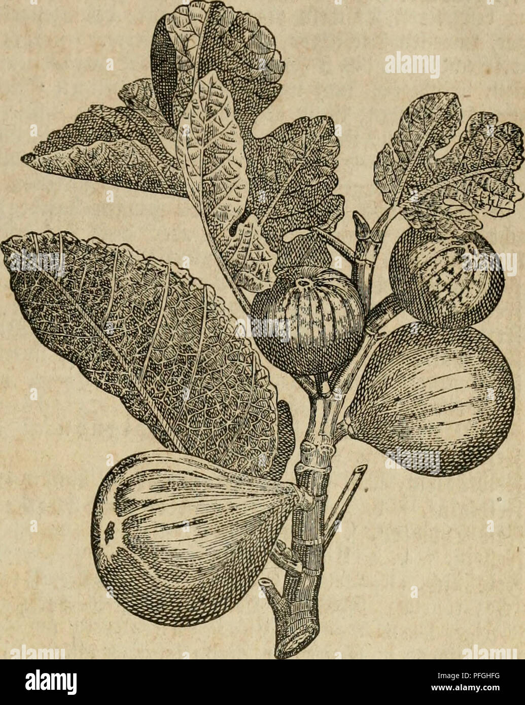 Das illustrirte blatt hi-res stock photography and images - Alamy