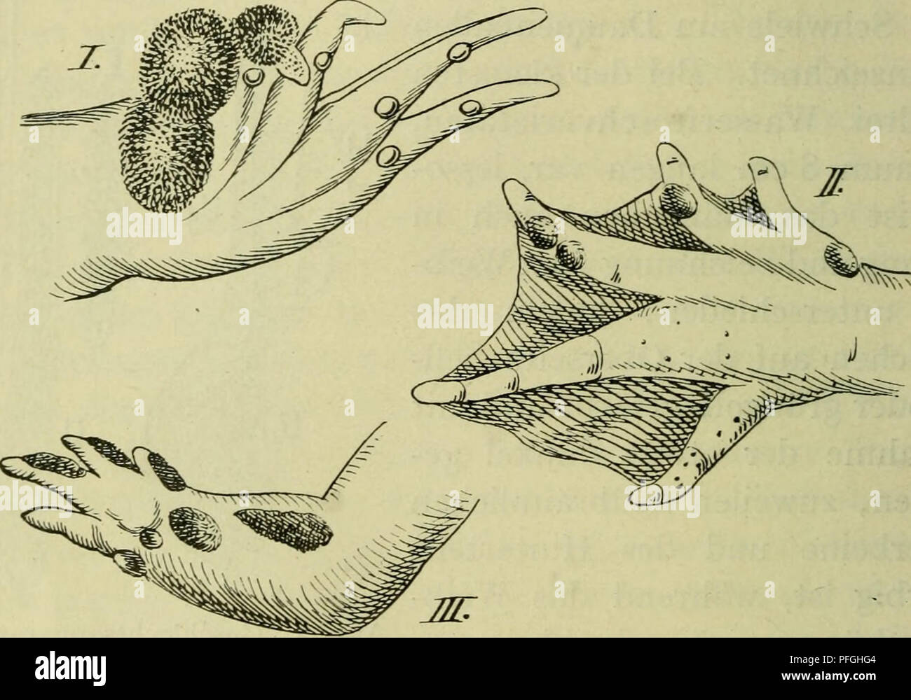 Daumenballen hi-res stock photography and images - Alamy